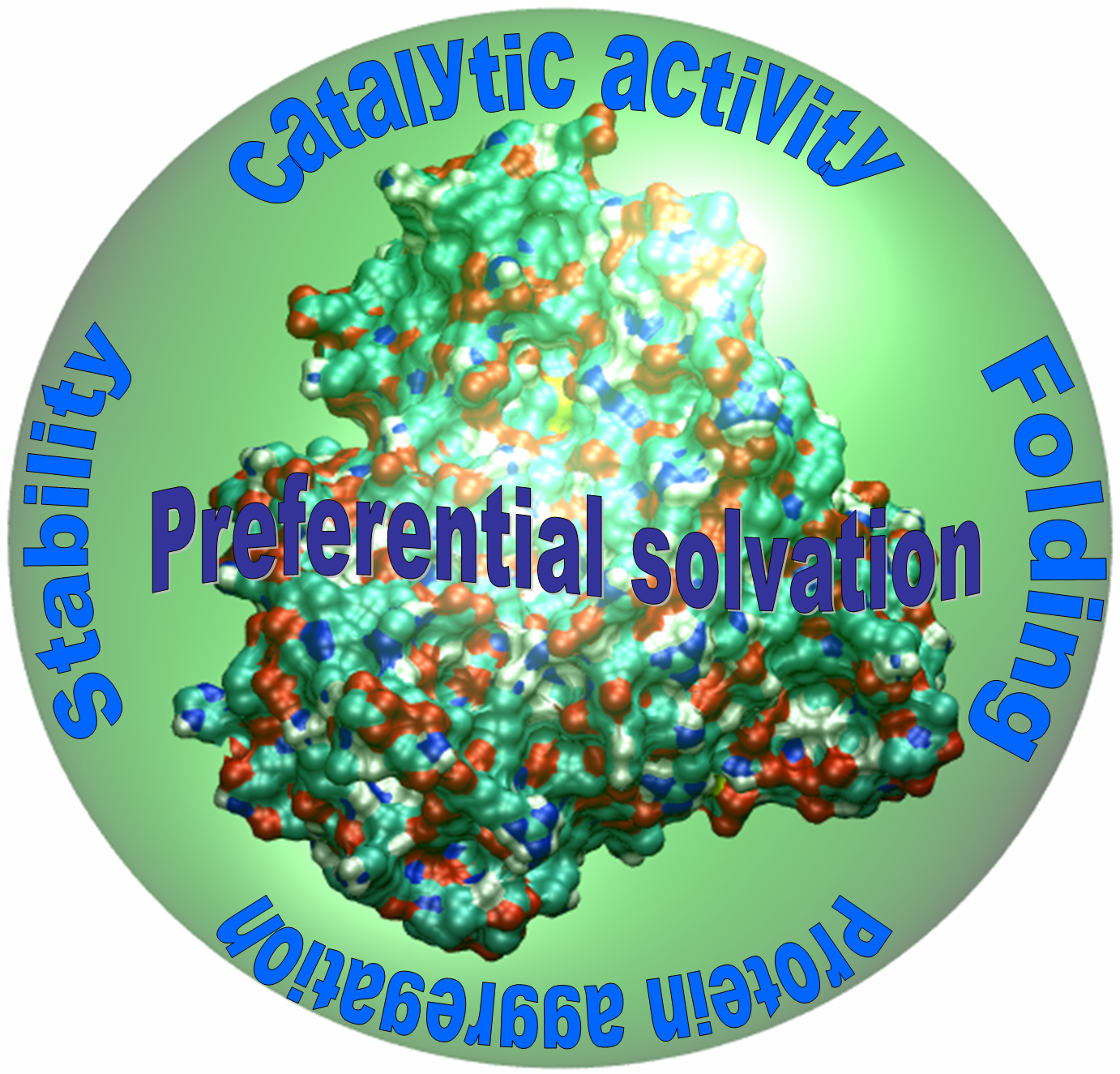 Studies of preferential solvation of peptides and proteins in solution