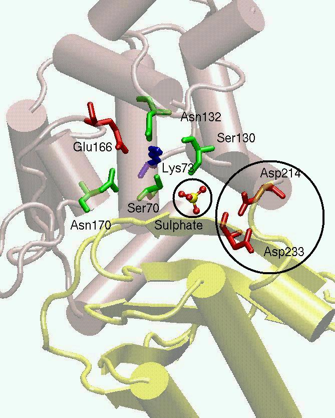 The β-lactamases TEM-1