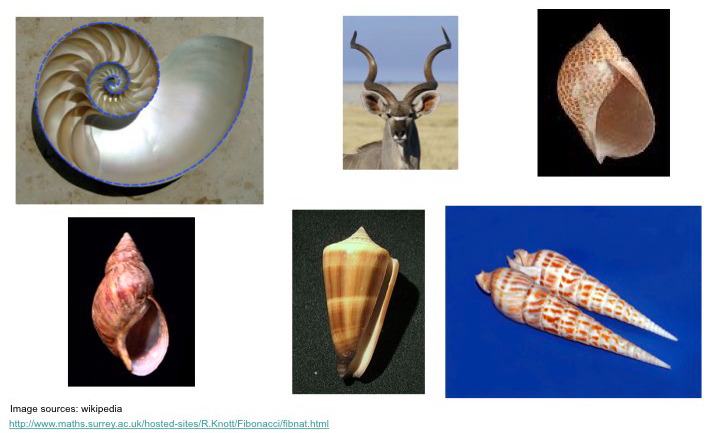 Modeling Natural Shapes: Seashells