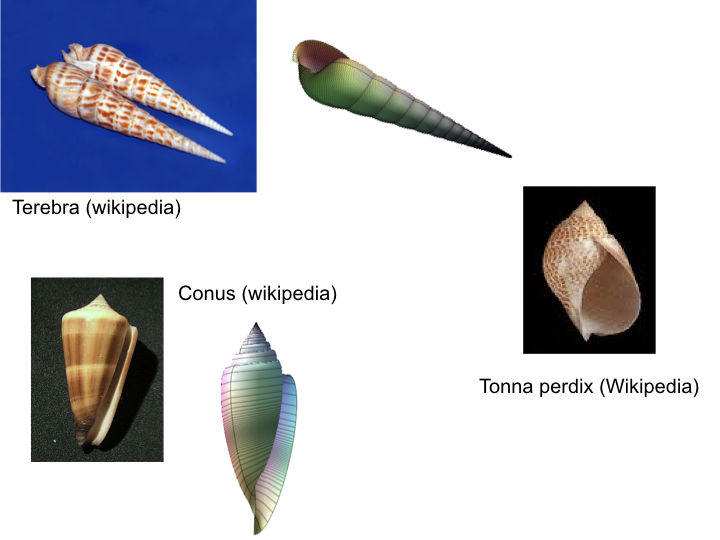 Modeling Natural Shapes: Seashells